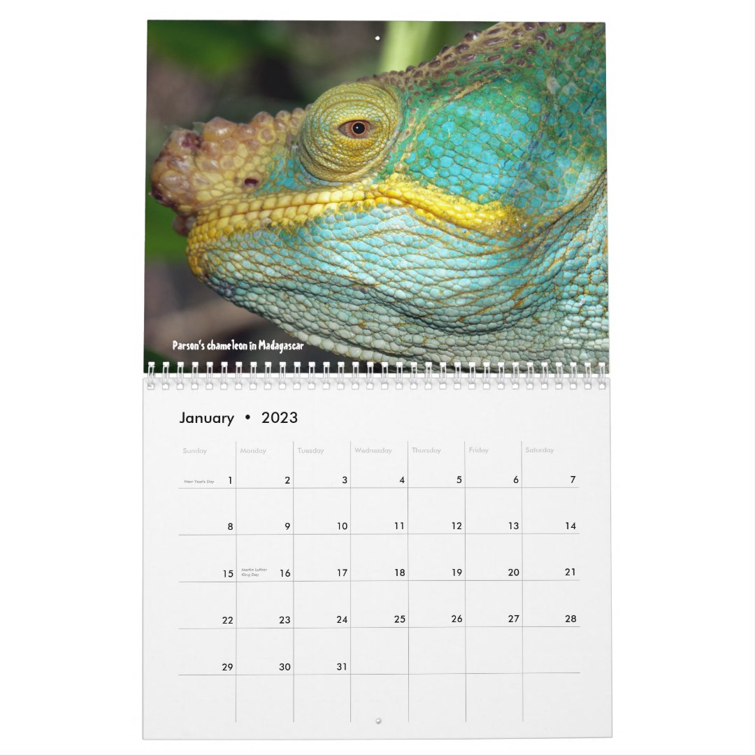Sweet lizards calendar | Zazzle