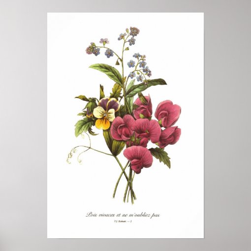Sweet Pea and Viola Poster | Zazzle