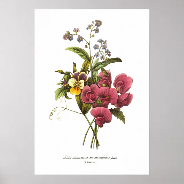 Sweet Pea and Viola Poster | Zazzle
