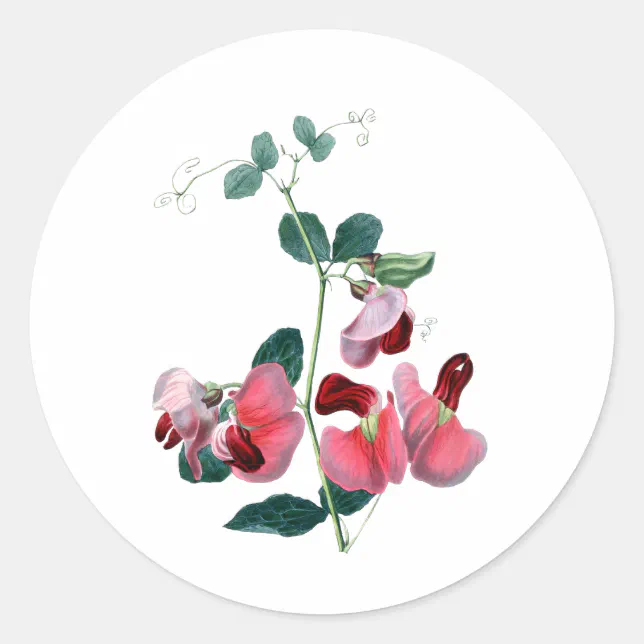 Sweet Pea Classic Round Sticker | Zazzle
