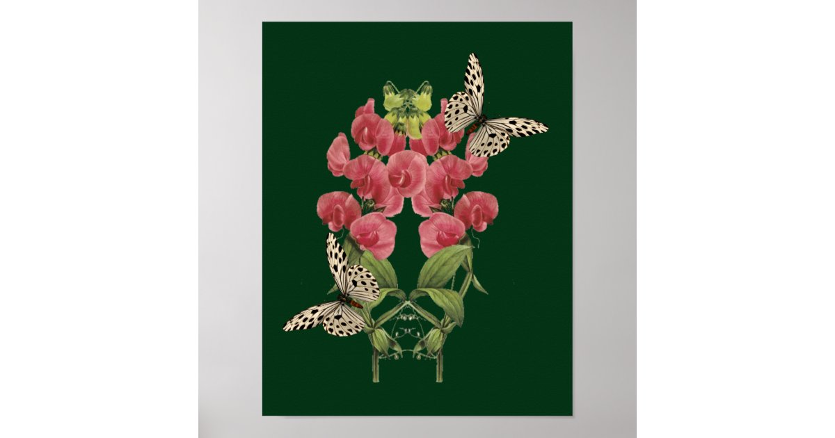 Sweet Pea Flowers And Butterflies Poster | Zazzle
