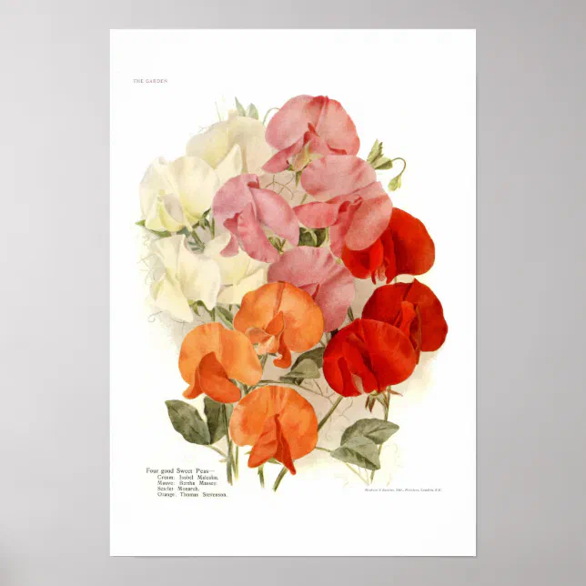 Sweet Peas Poster | Zazzle