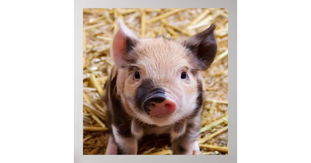 sweet piglet poster | Zazzle