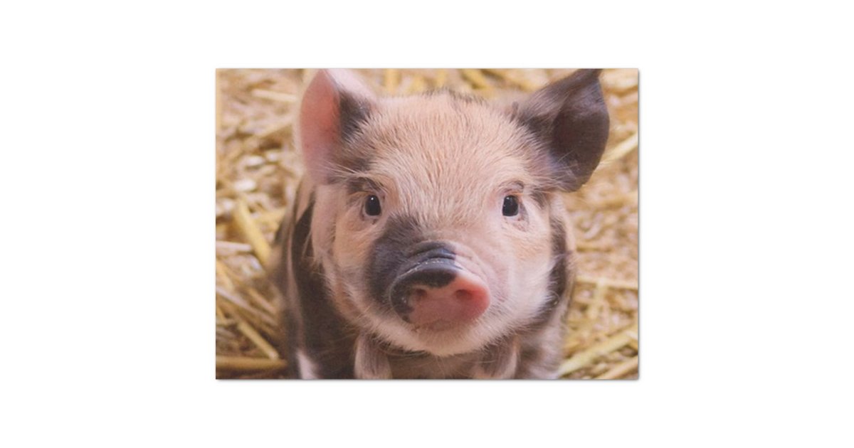 Sweet Piglet Tissue Paper | Zazzle