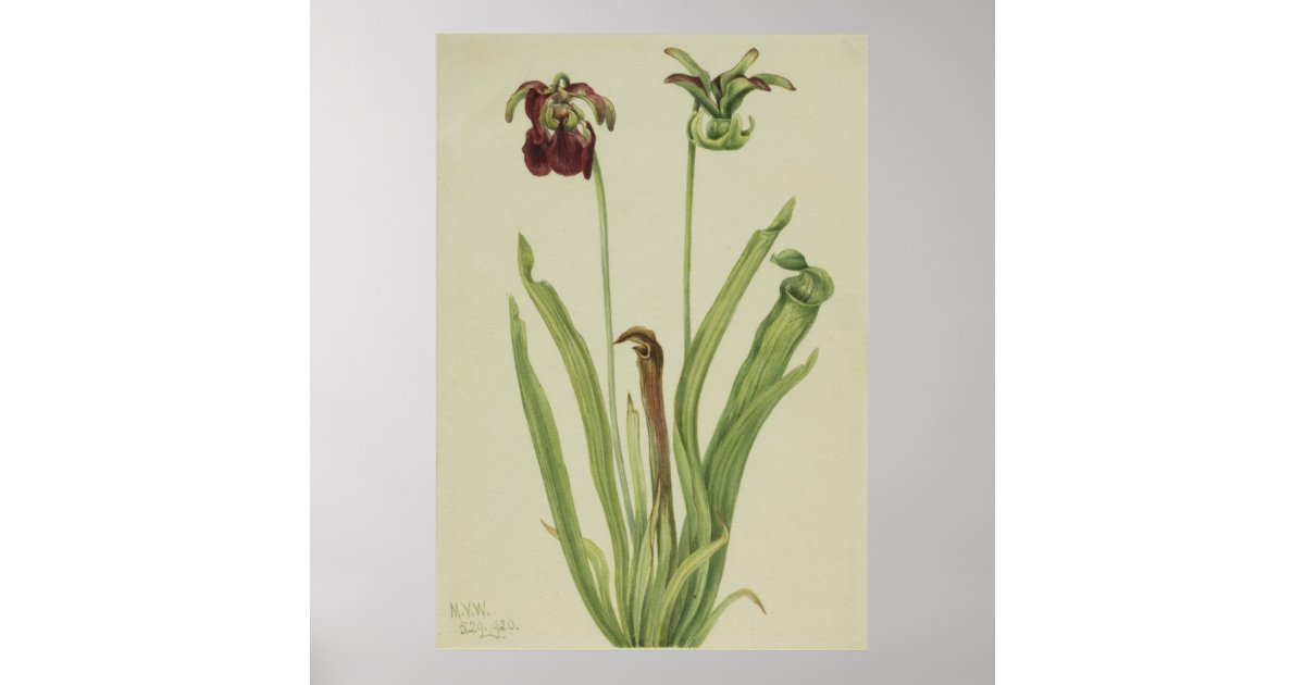 Sweet Pitcherplant (Sarracenia rubra) Poster | Zazzle
