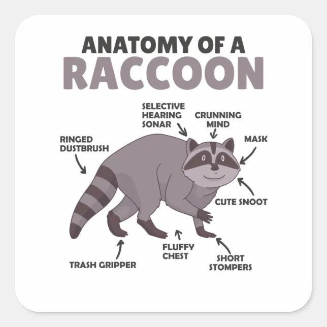 Sweet Raccoon Explanation Anatomy Of A Raccoon Square Sticker | Zazzle