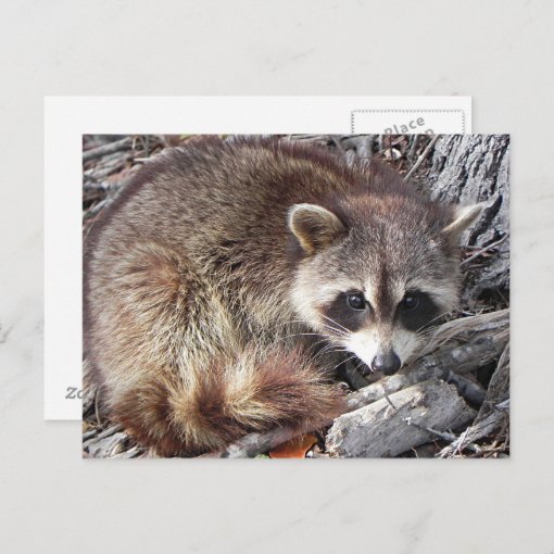 Sweet Raccoon Postcard | Zazzle