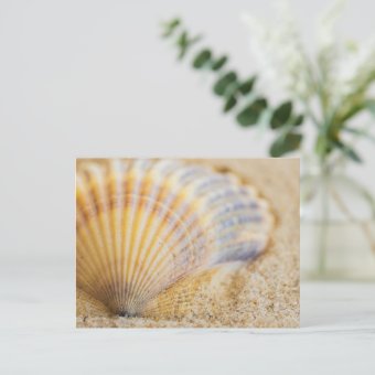 Sweet Seashell Postcard | Zazzle