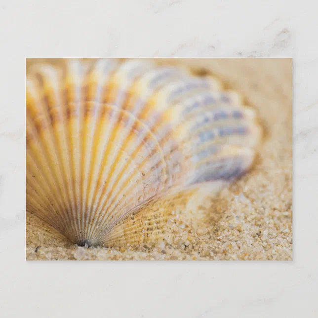 Sweet Seashell Postcard | Zazzle