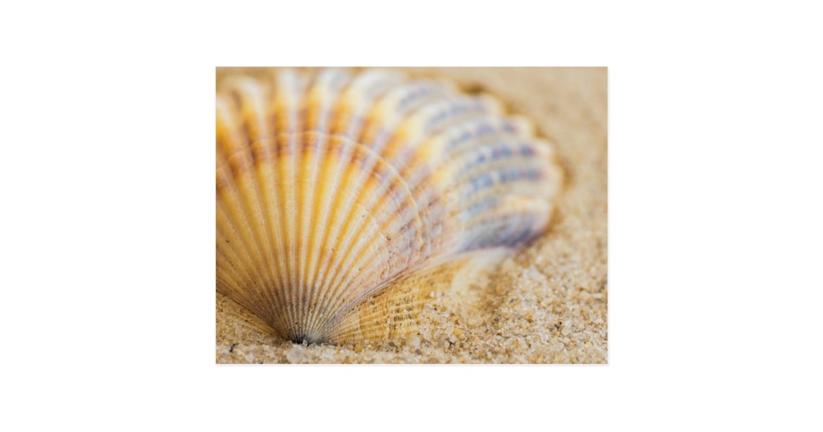 Sweet Seashell Postcard | Zazzle.com
