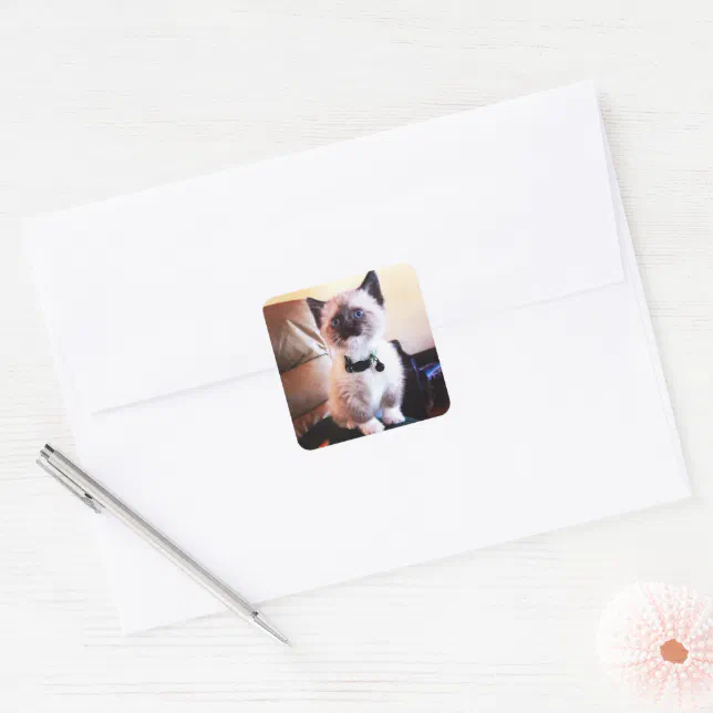 Sweet Siamese Kitten Photo | Animal Photography Square Sticker | Zazzle