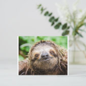 Sweet Sloth Postcard | Zazzle