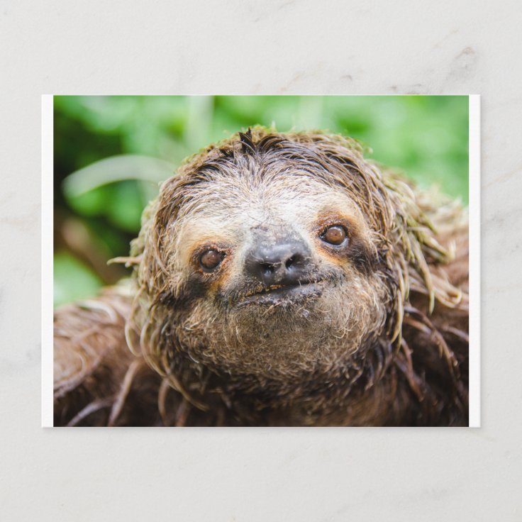 Sweet Sloth Postcard | Zazzle