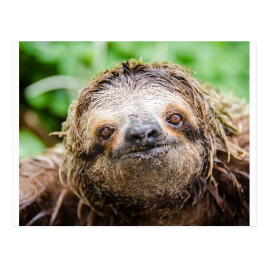 Sweet Sloth Postcard | Zazzle.com