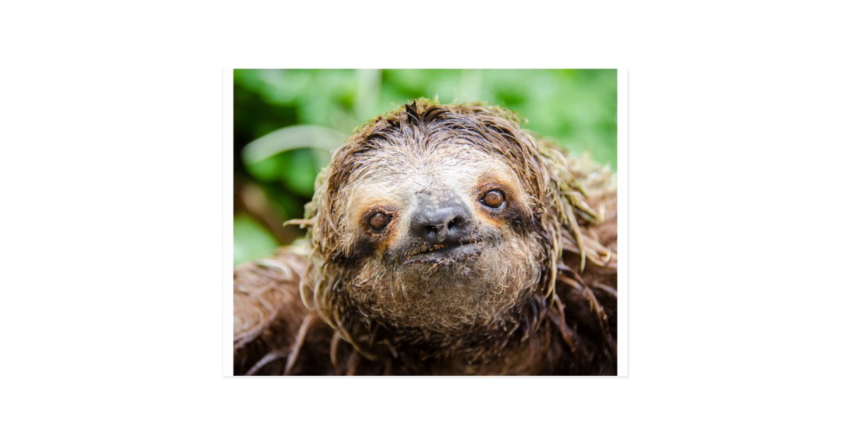 Sweet Sloth Postcard | Zazzle.com