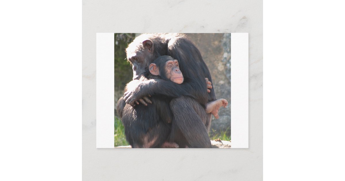 Sweet! Two Chimpanzees Share a Loving Hug Postcard | Zazzle