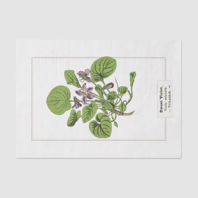 Sweet Violet Botanical Illustration 1885 Tissue Paper | Zazzle