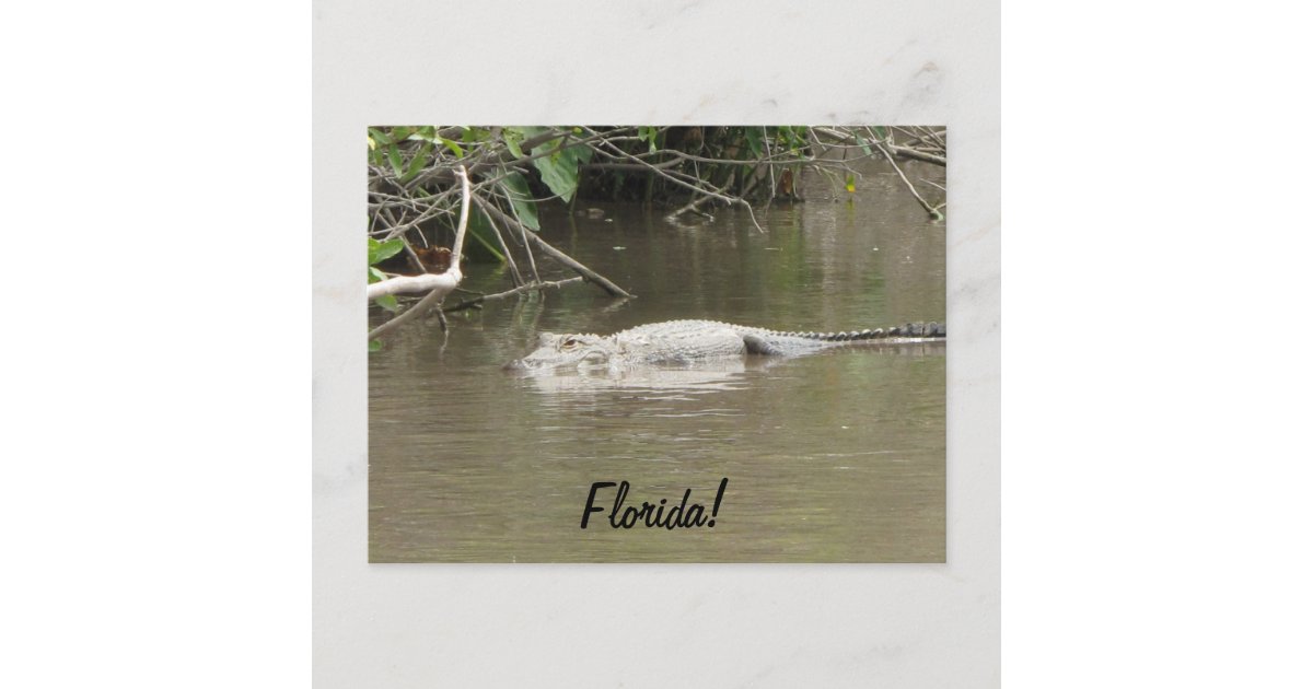 Swimming Gator Postcard | Zazzle