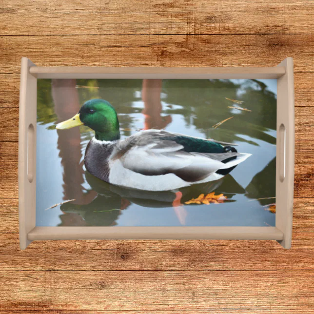 Swimming Male Mallard Duck Photo Serving Tray | Zazzle