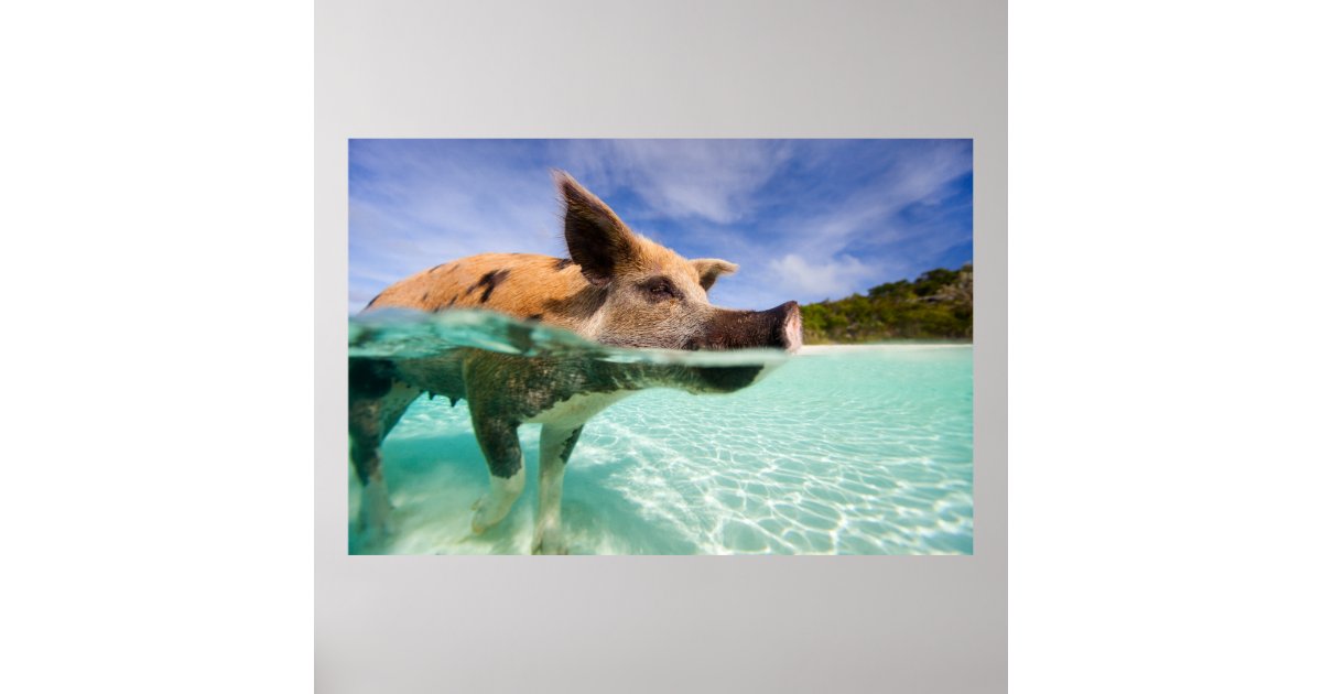 Swimming pig of Exuma Poster | Zazzle