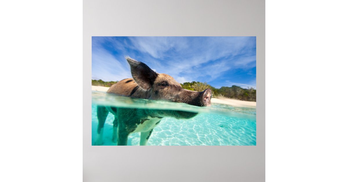 Swimming pig of Exuma Poster | Zazzle