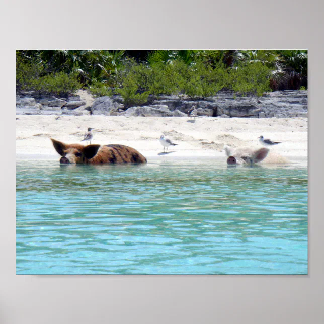 Swimming Pigs in Beach Poster | Zazzle