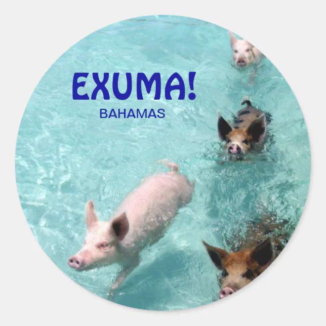 Swimming salt water pigs sticker | Zazzle