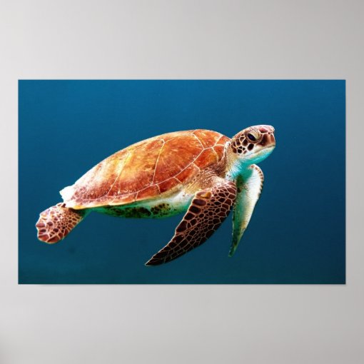 SWIMMING SEA TURTLE POSTER | Zazzle