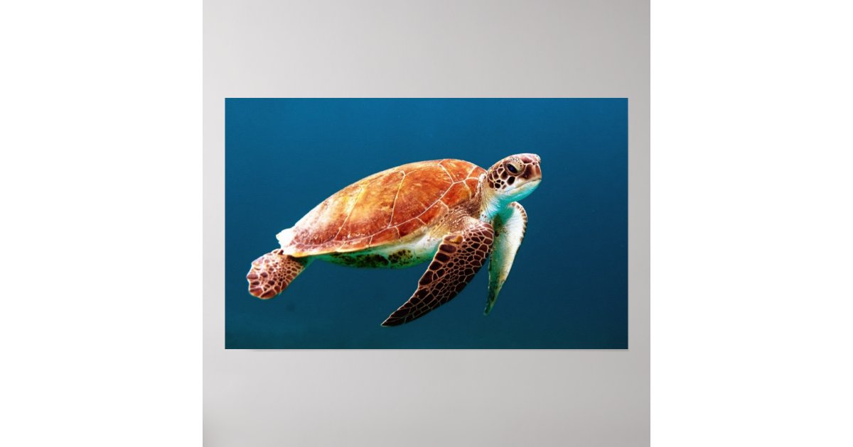SWIMMING SEA TURTLE POSTER | Zazzle