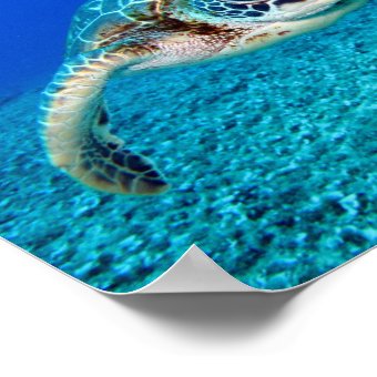 Swimming Sea Turtle Poster | Zazzle