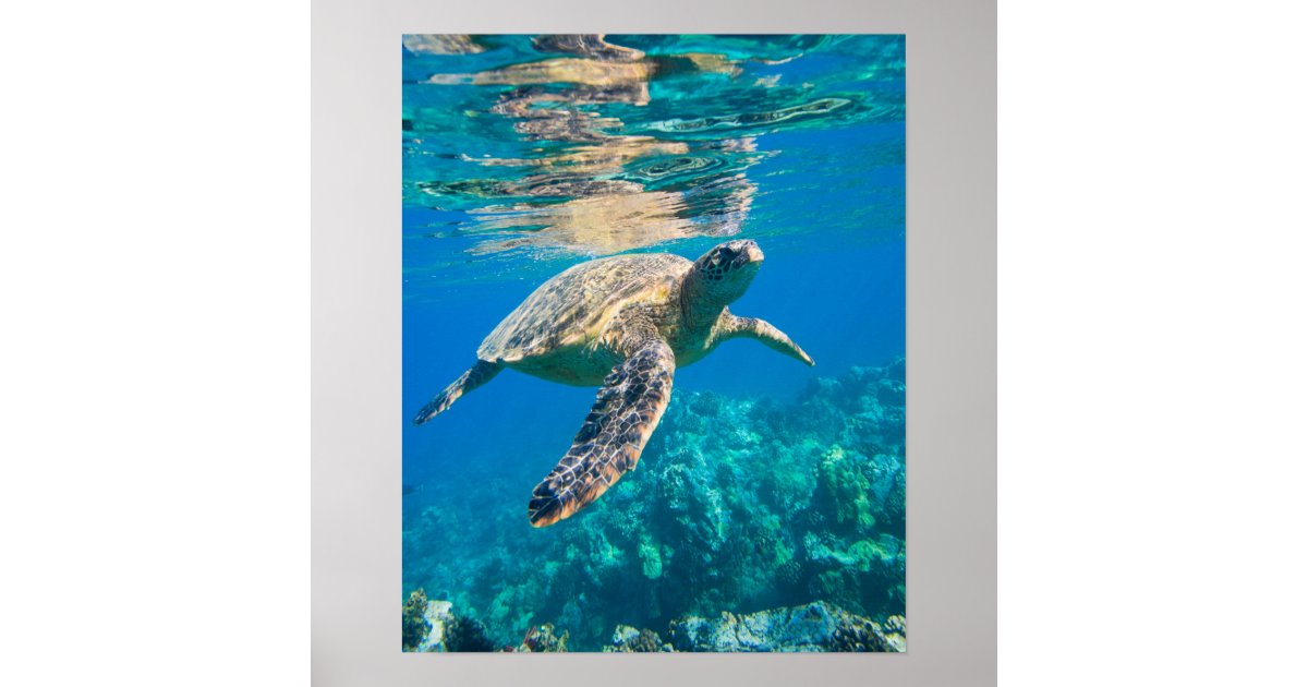 Swimming Sea Turtle Poster | Zazzle