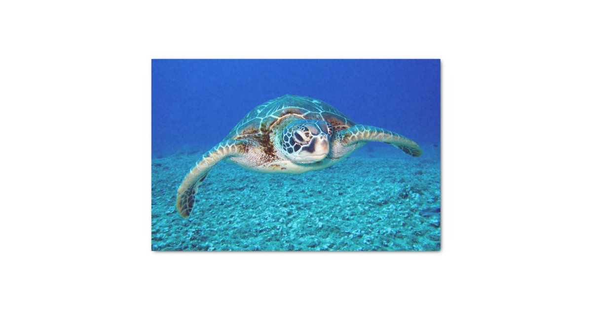 Swimming Sea Turtle Tissue Paper | Zazzle