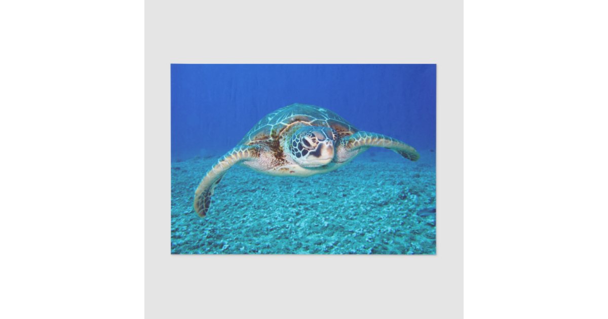 Swimming Sea Turtle Tissue Paper | Zazzle