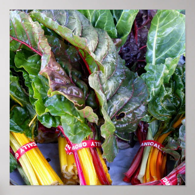 Swiss Chard Poster | Zazzle
