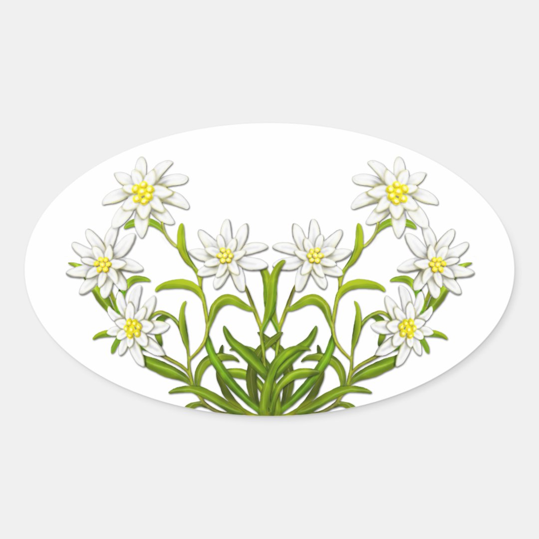 Swiss Edelweiss Flowers Sticker | Zazzle