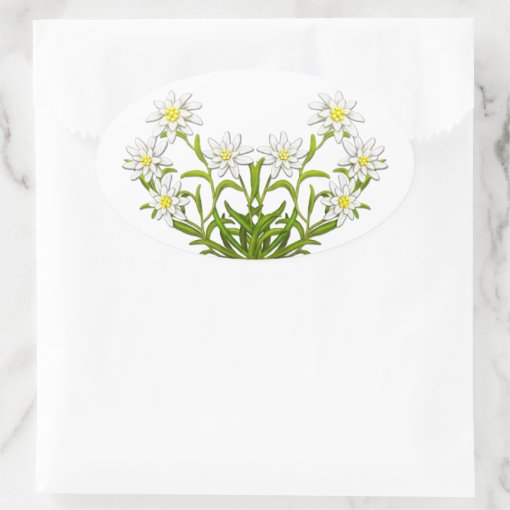 Swiss Edelweiss Flowers Sticker | Zazzle
