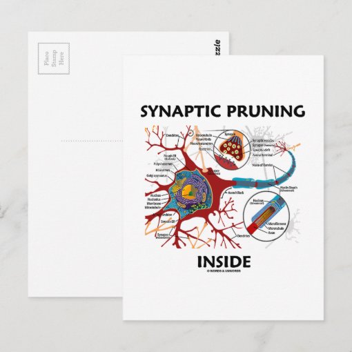 Synaptic Pruning Inside Neuron Synapse Geek Humor Postcard | Zazzle
