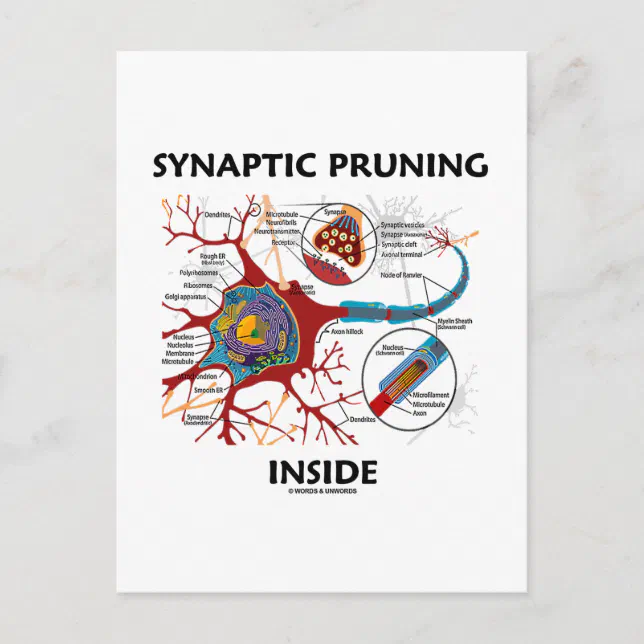 Synaptic Pruning Inside Neuron Synapse Geek Humor Postcard | Zazzle