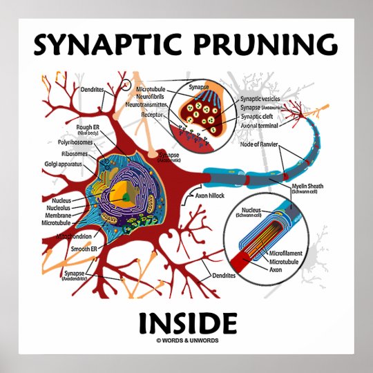 Synaptic Pruning Inside Neuron Synapse Neurology Poster | Zazzle.com