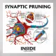 Synaptic Pruning Inside Neuron Synapse Neurology Poster | Zazzle