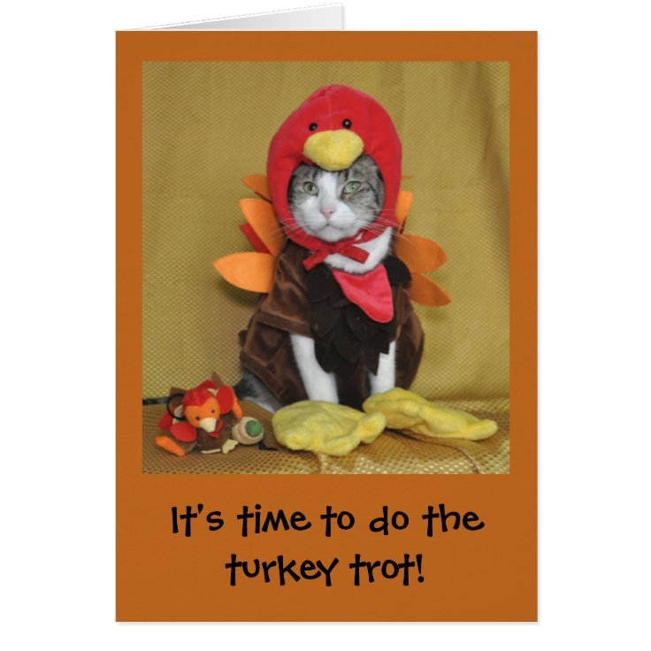 Tabby and white cat Thanksgiving card | Zazzle