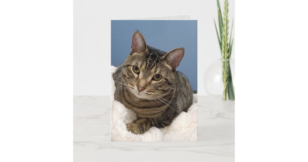 tabby cat birthday card | Zazzle
