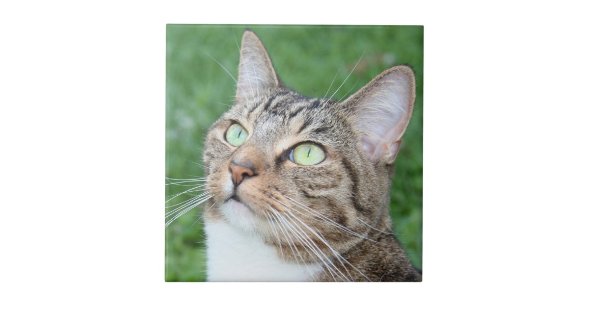Tabby cat face tile | Zazzle