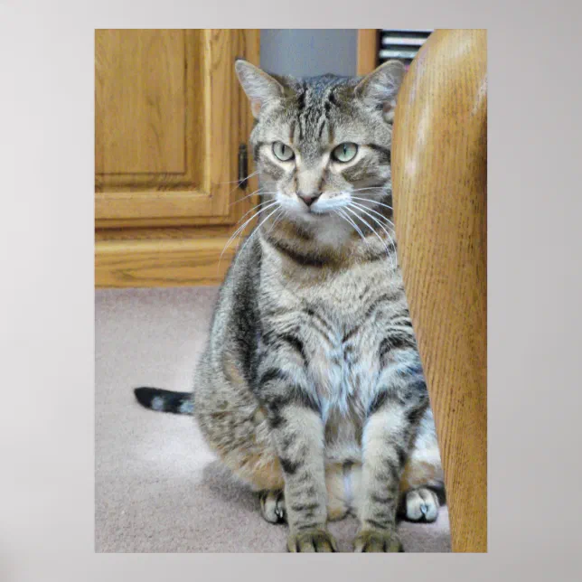 Tabby Cat Poster | Zazzle