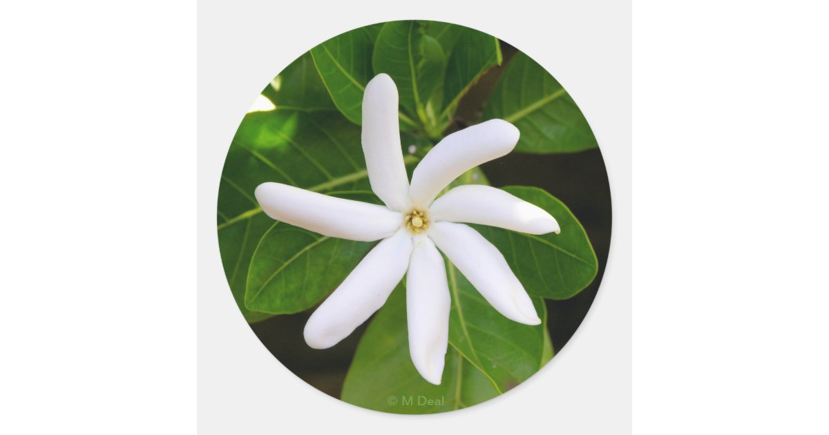 Tahiti Tiare Classic Round Sticker | Zazzle