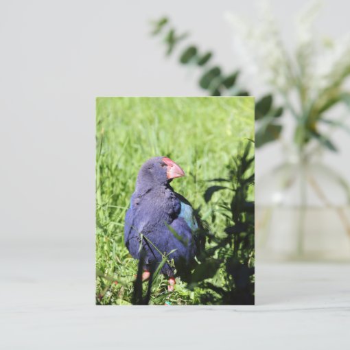 Takahe, endangered native New Zealand bird Postcard | Zazzle
