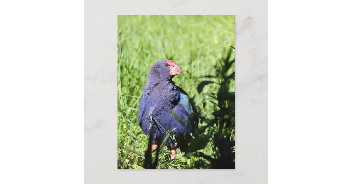 Takahe, endangered native New Zealand bird Postcard | Zazzle