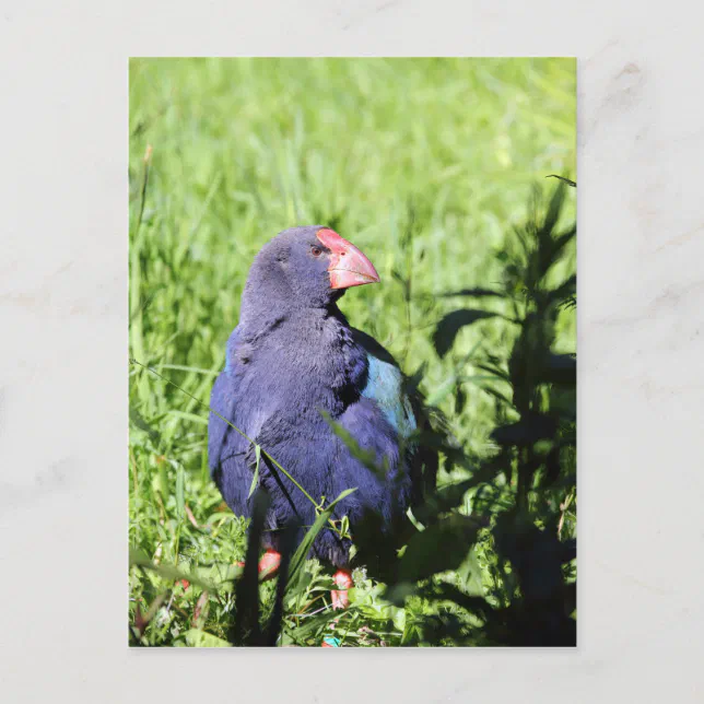 Takahe, endangered native New Zealand bird Postcard | Zazzle