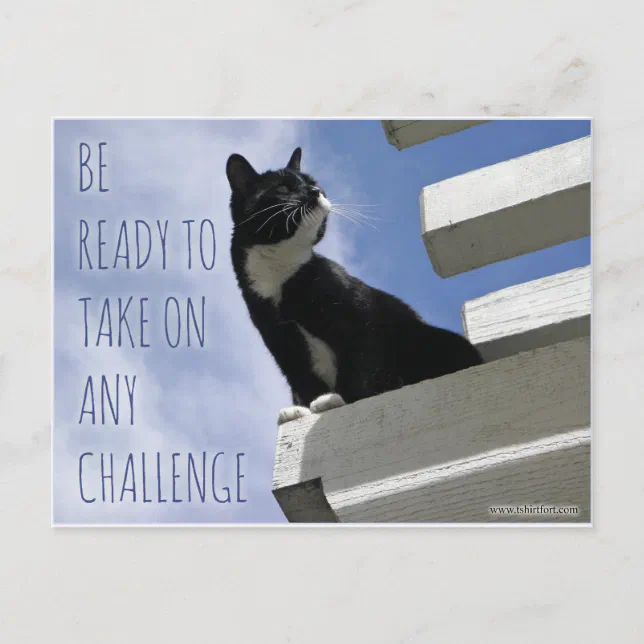 Take on any Challenge motivational cat Postcard | Zazzle