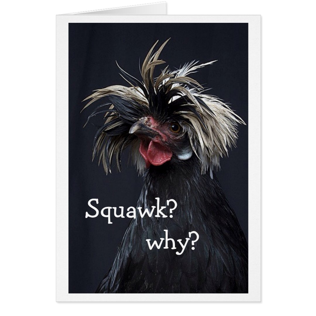 TALKING CHICKEN SQUAWK WHY "40th HUMOR" | Zazzle